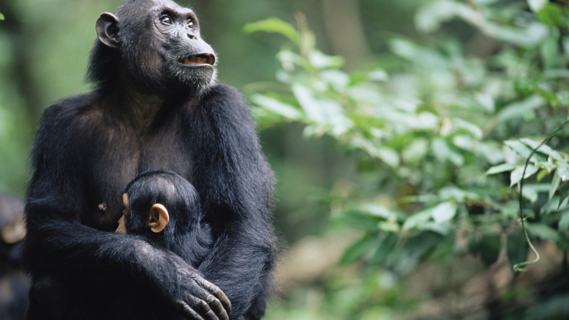 Mahale Mountains National Park | Go Africa Vacations